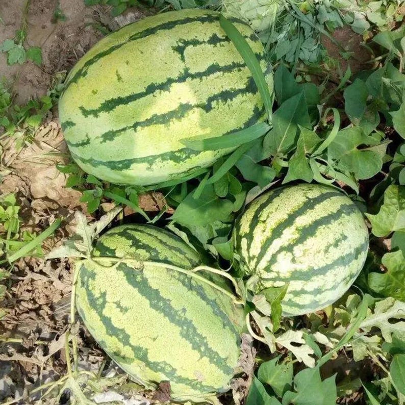 50+ Secretariat (seedless) Watermelon Seeds for Planting - Etsy