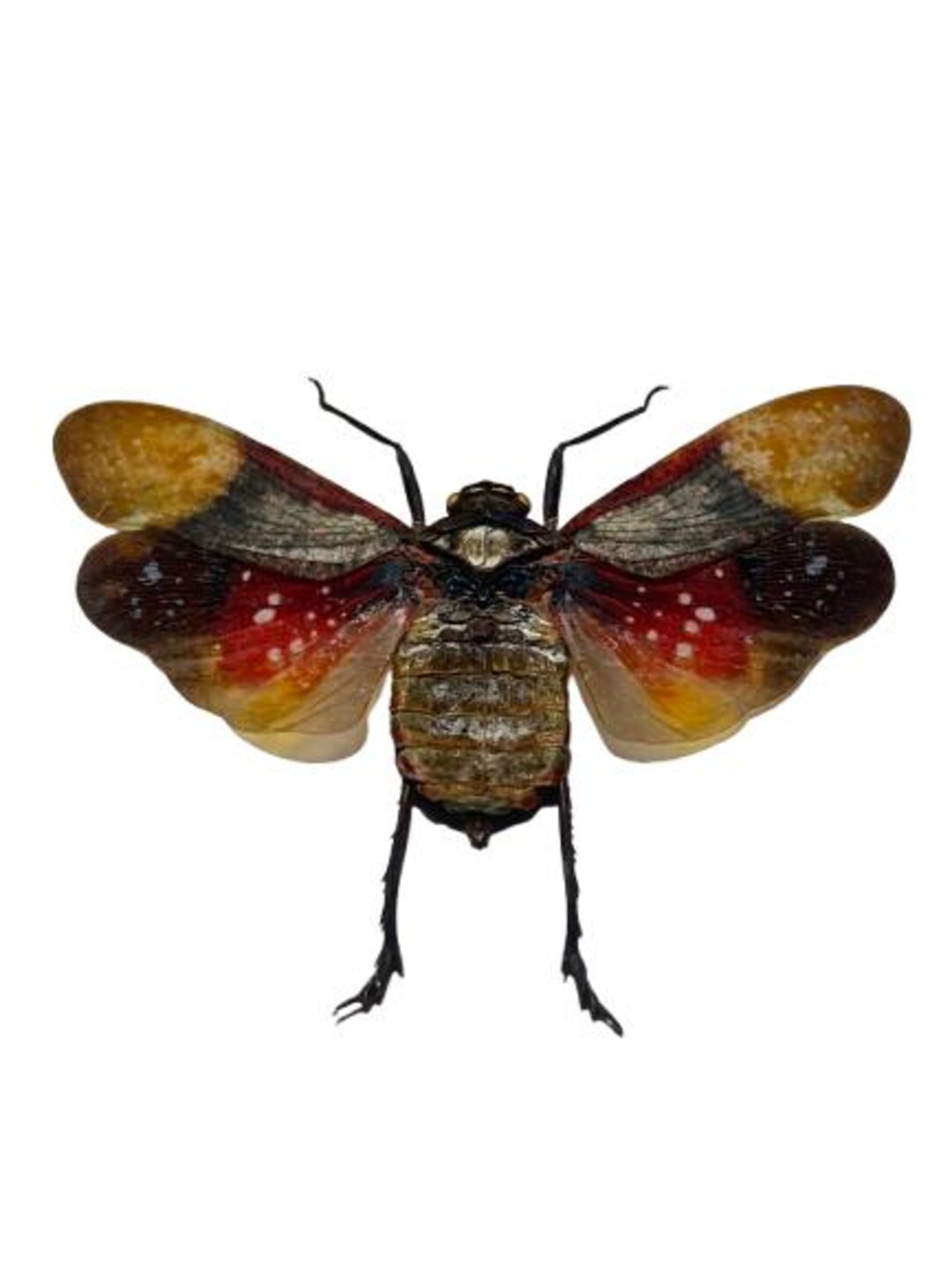 2x Penthicodes Farinosa (spread : Wingspan 45mm) Dry-preserved Lantern ...