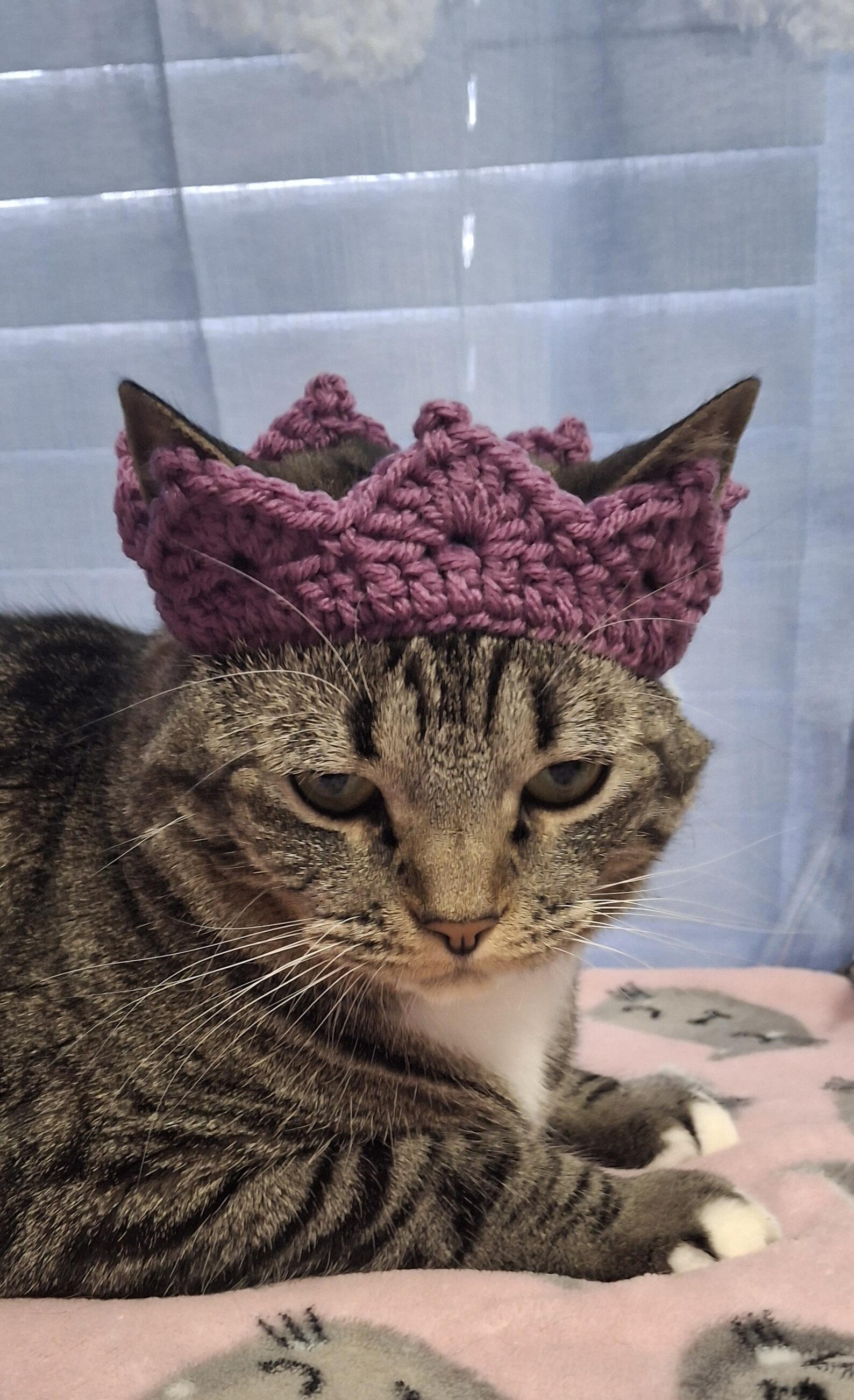 Crochet Cat Crown: Custom Pet Tiara, Halloween Costume - Etsy