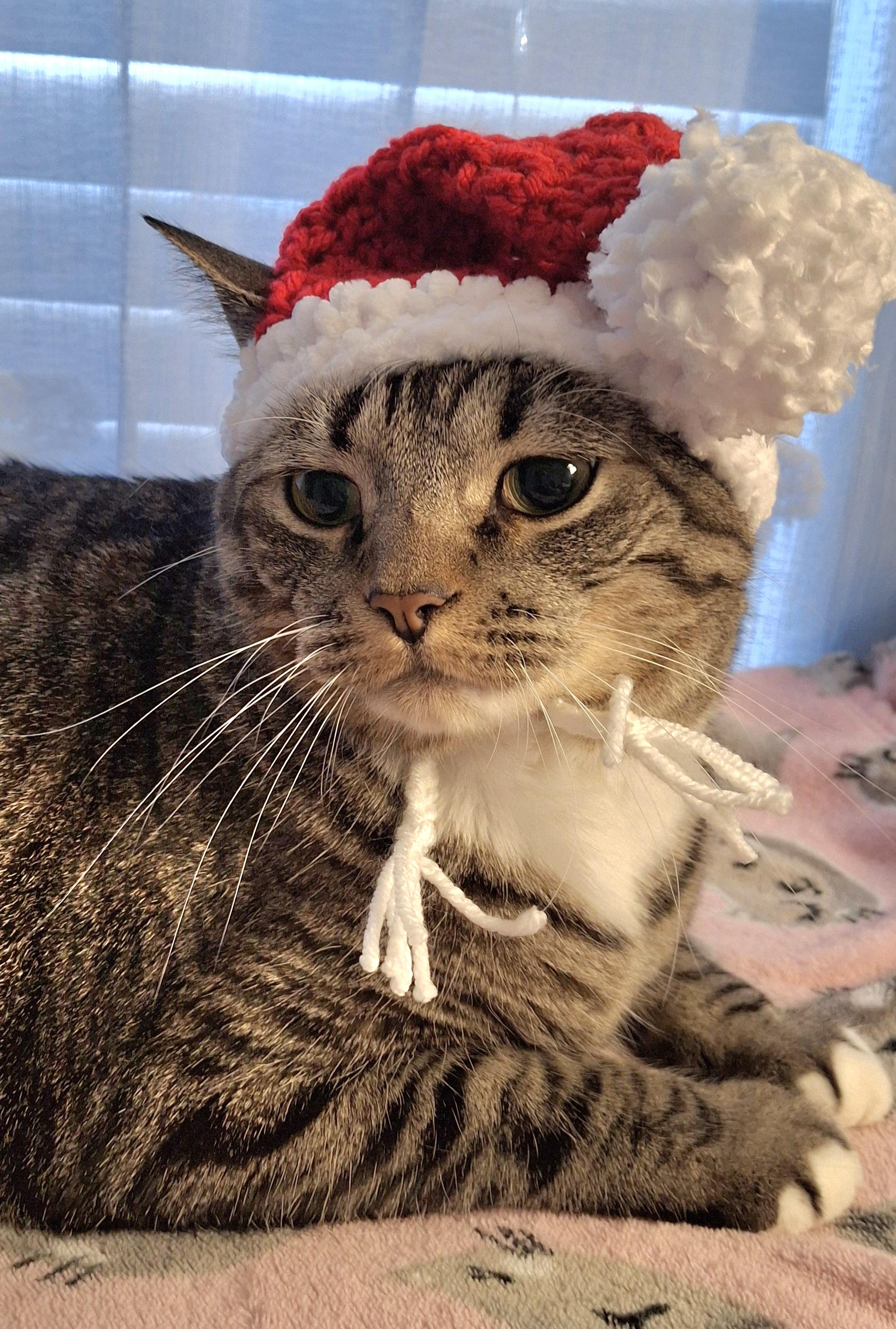 Adorable Santa Cat Hat in Green or Red - Christmas Pet Accessory for ...