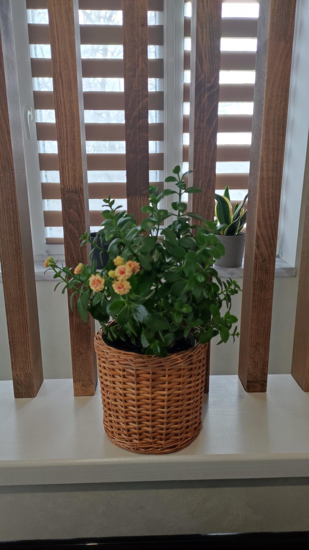 Flower Pot, Rattan Flower Pot,wicker Flower Pot - Etsy