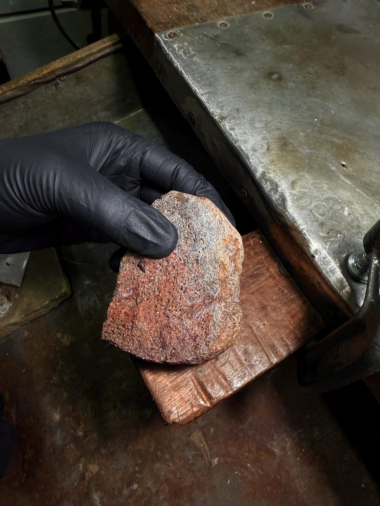 FOSSIL RING: Brontosaurus Dinosaur Bone, Megalodon Tooth, Fire Opal ...