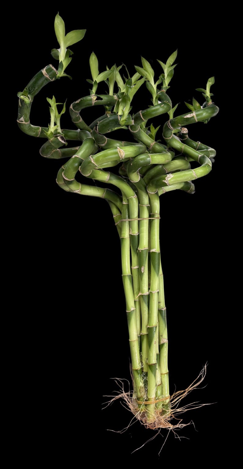 Bundle of 10pcs Curly Lucky Bamboo With Free Shipping - Etsy