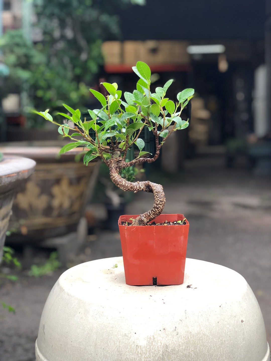 15cm Ficus Tree in Plastic Grower Pot - Etsy
