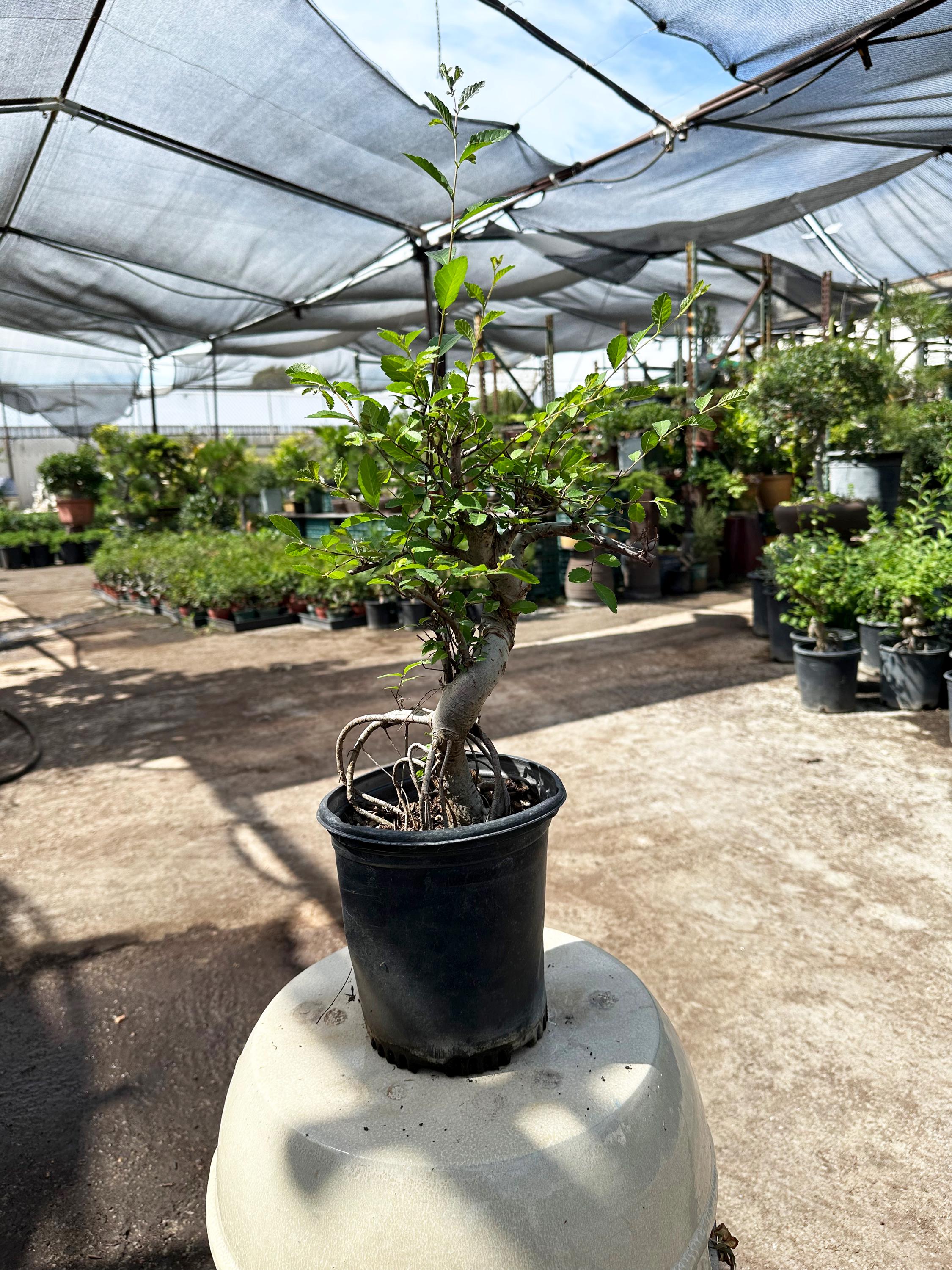 30cm Chinese Elm Tree (exposed Root) in Plastic Grower Pot - Etsy