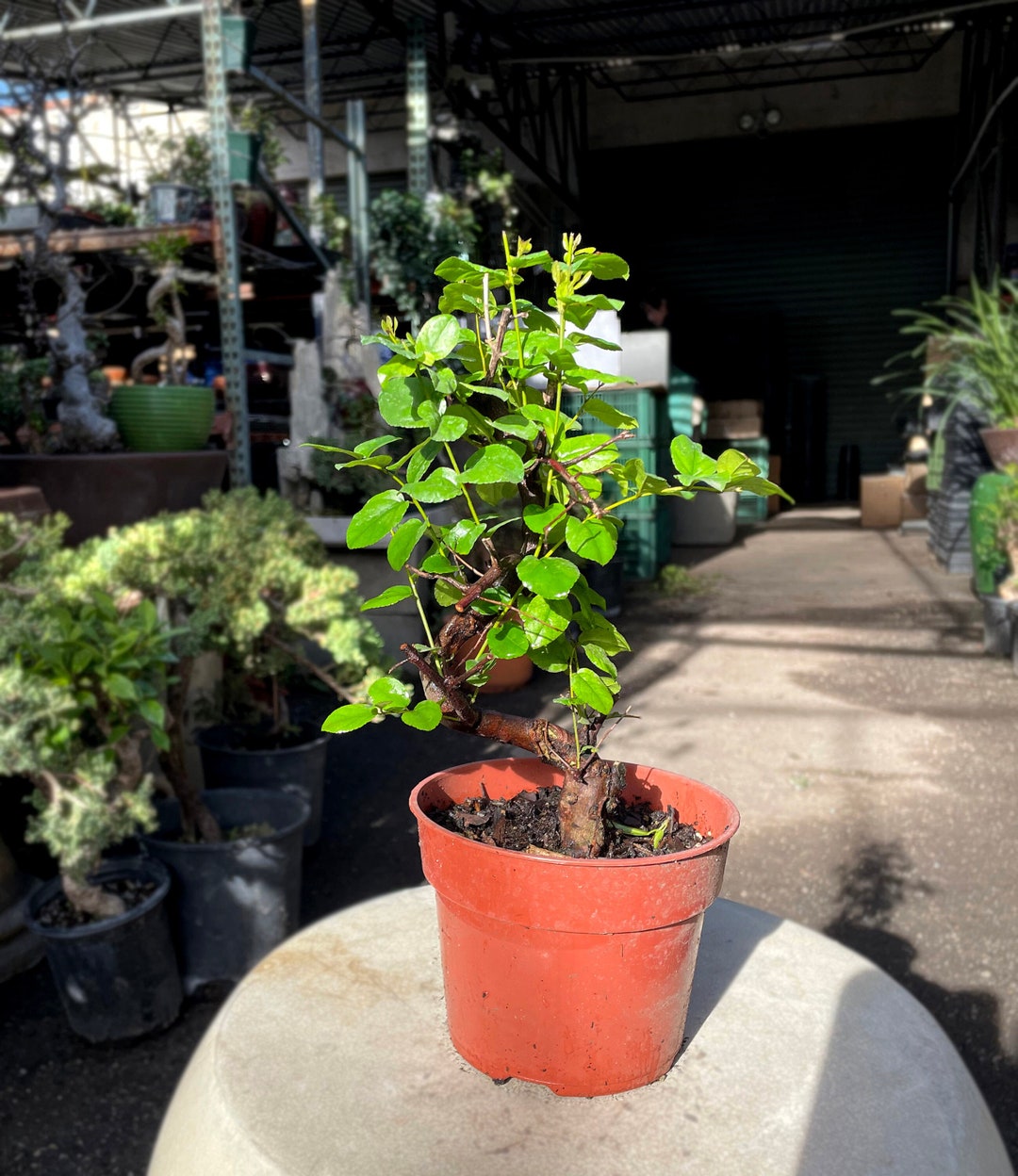 15cm Sweet Plum Tree (sageretia) in Plastic Grower Pot - Etsy