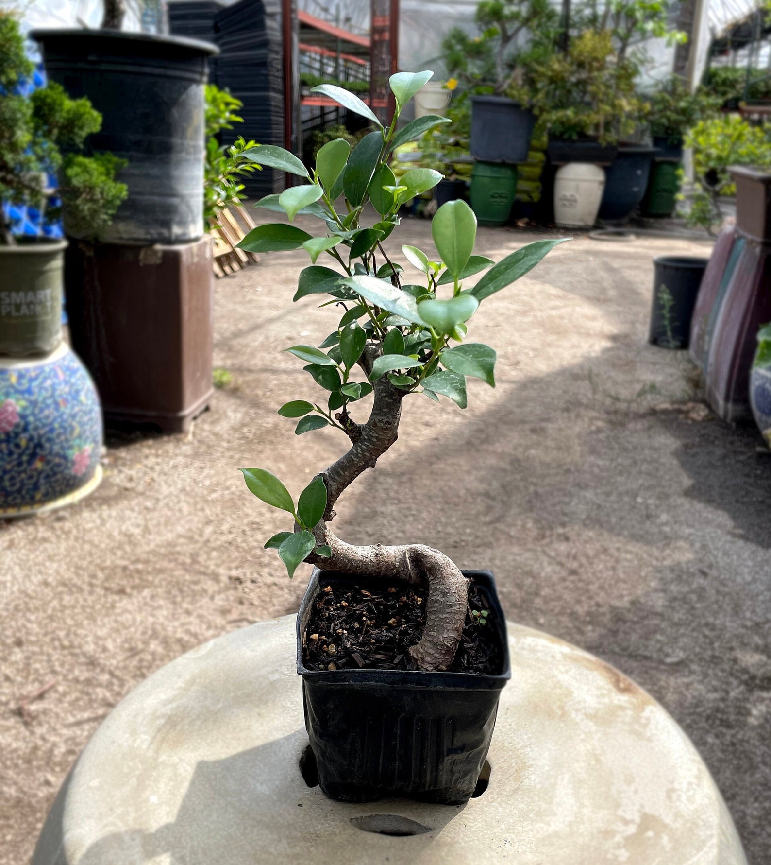 15cm Ficus Tree in Plastic Grower Pot - Etsy