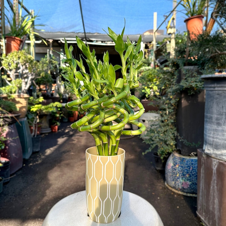 Curly Lucky Bamboo - Etsy