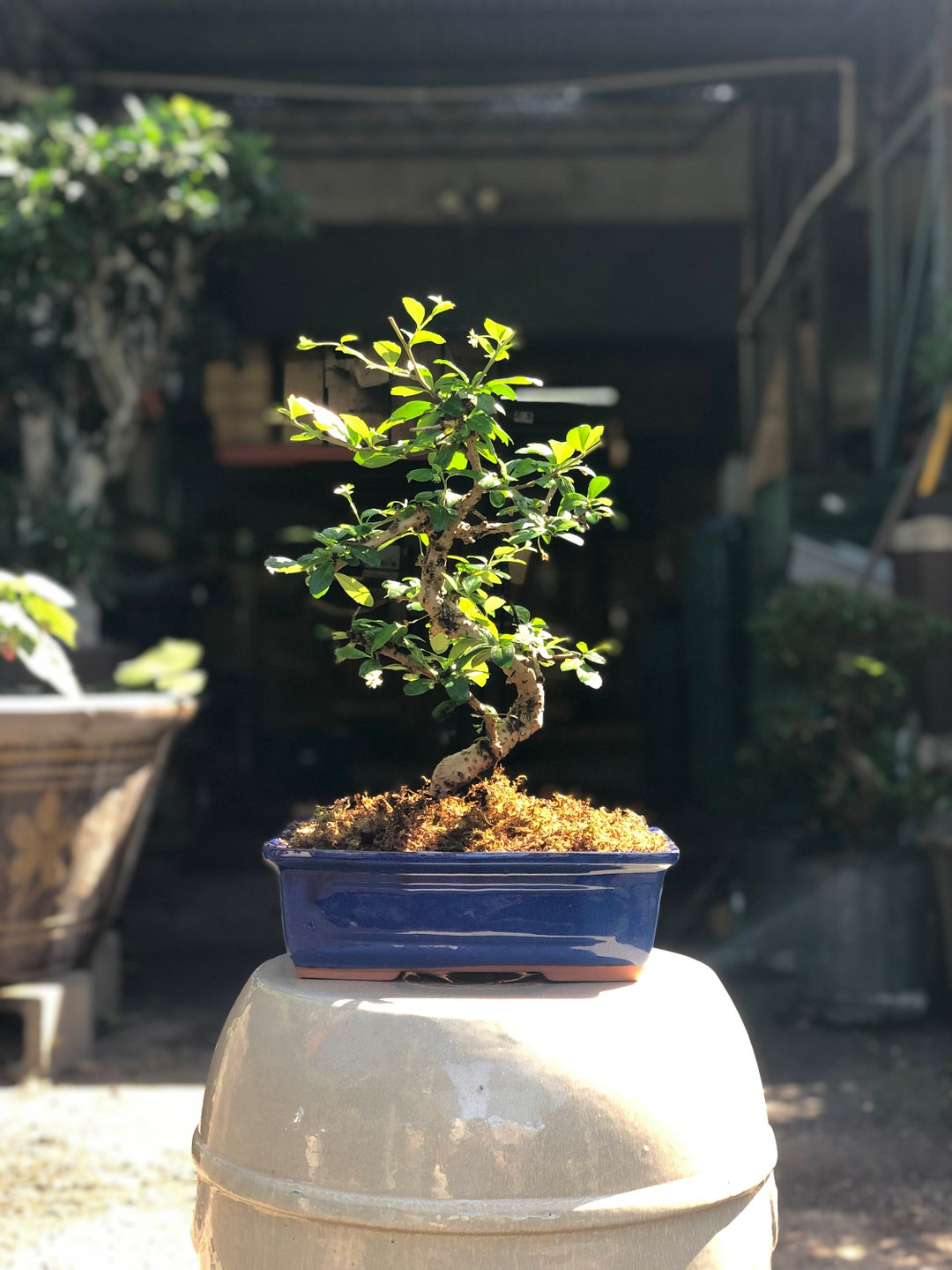 Fukien Tea Tree (carmona) in Glazed Pot W/ Free Shipping - Etsy