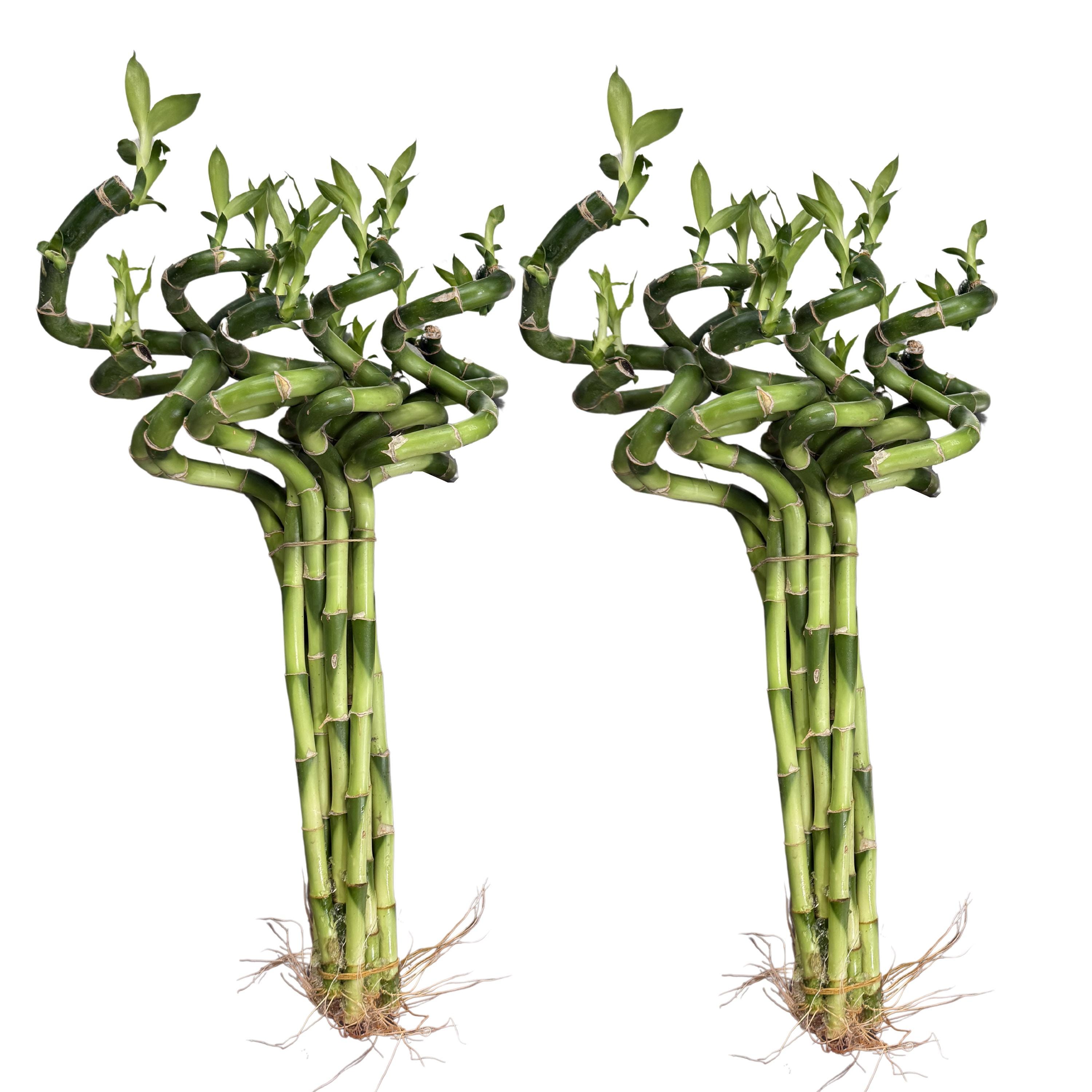 Bundle of 10pcs Curly Lucky Bamboo With Free Shipping - Etsy
