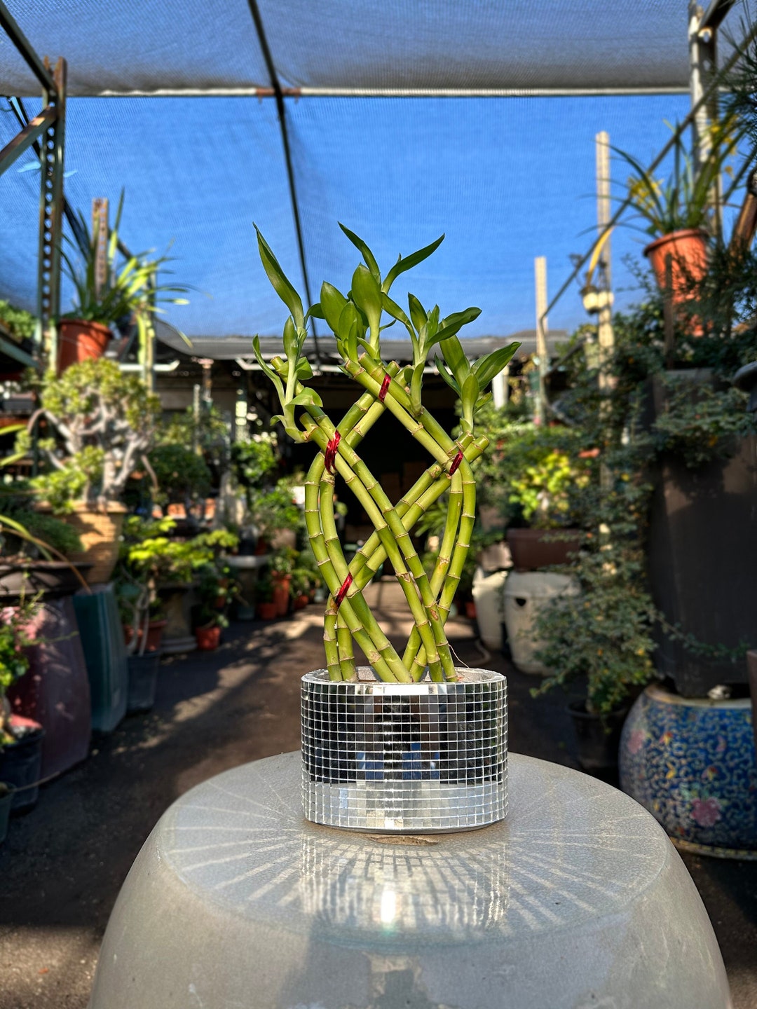 Trellis Braided Bamboo in Disco Pot - Etsy