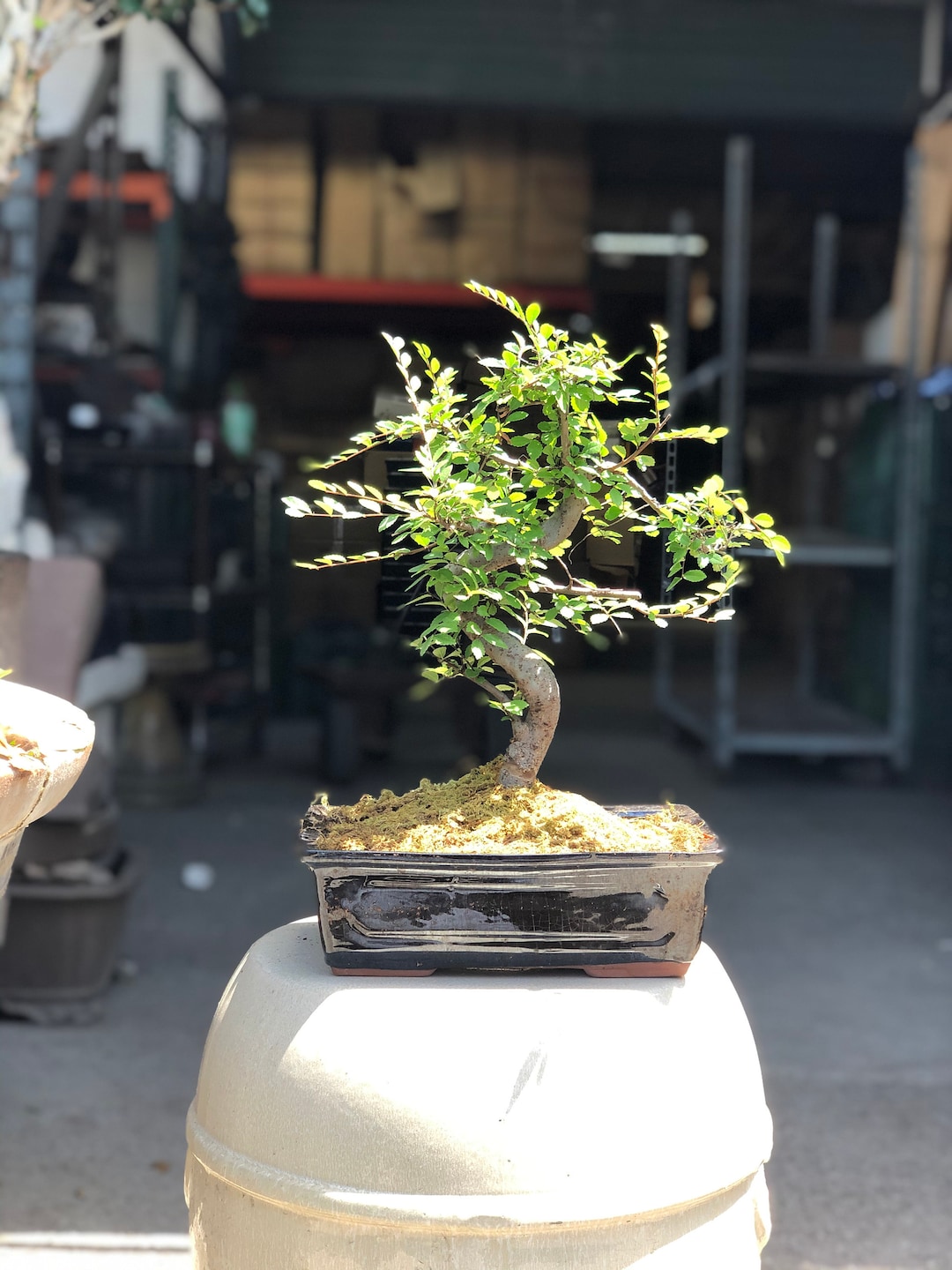 Chinese Elm Tree in Glazed Pot W/ Free Shipping - Etsy