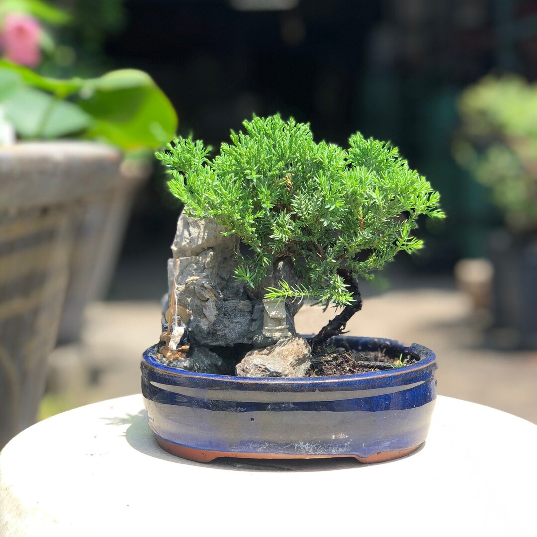 Small Juniper Bonsai Landscape in Glazed Pot W/ Free Shipping - Etsy