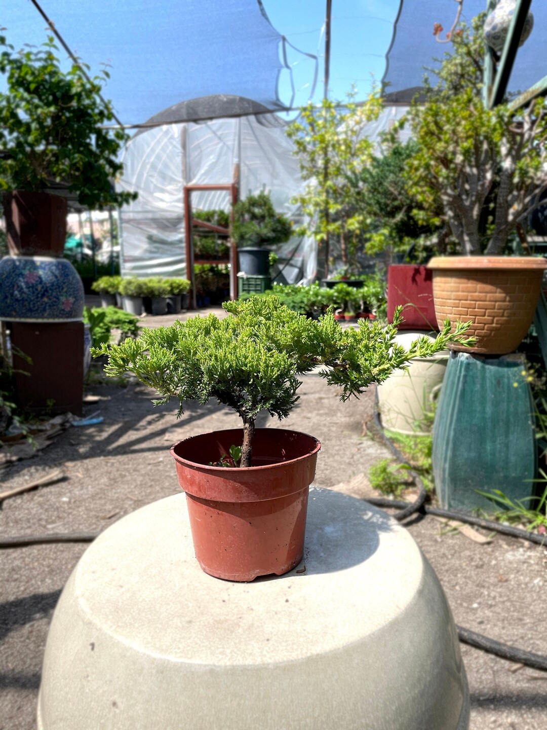 Medium Juniper Tree in Plastic Grower Pot - Etsy
