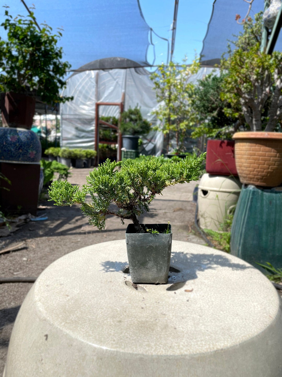 Small Juniper Tree in Plastic Grower Pot - Etsy