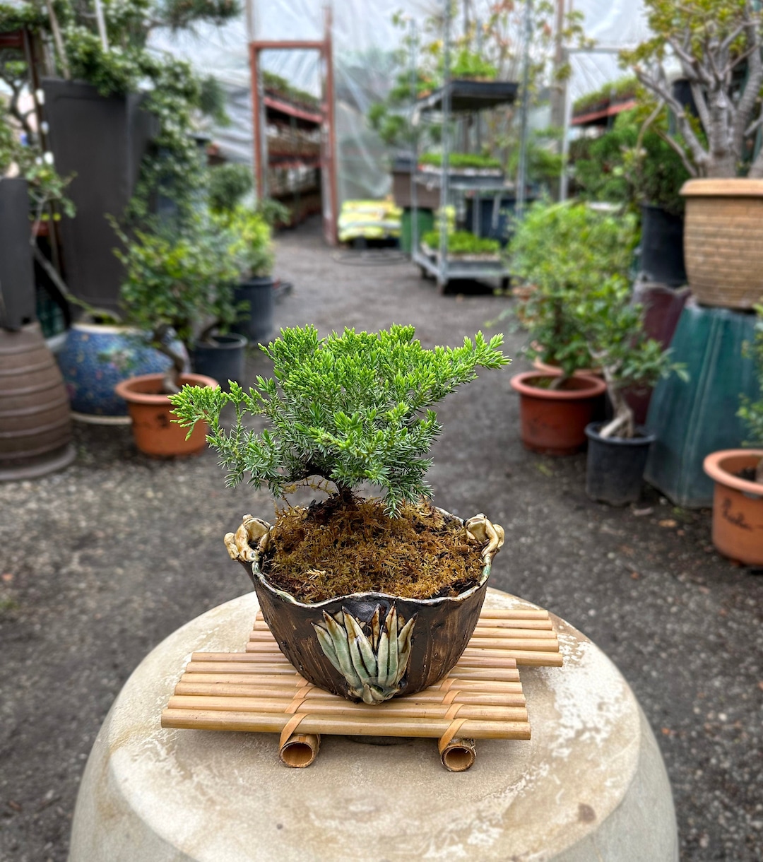 Juniper Bonsai in Handmade Shiwan Pot W/ Stand & Free Shipping! - Etsy