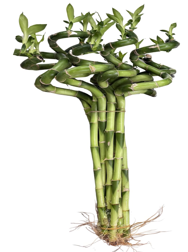 Bundle of 10pcs Curly Lucky Bamboo With Free Shipping - Etsy
