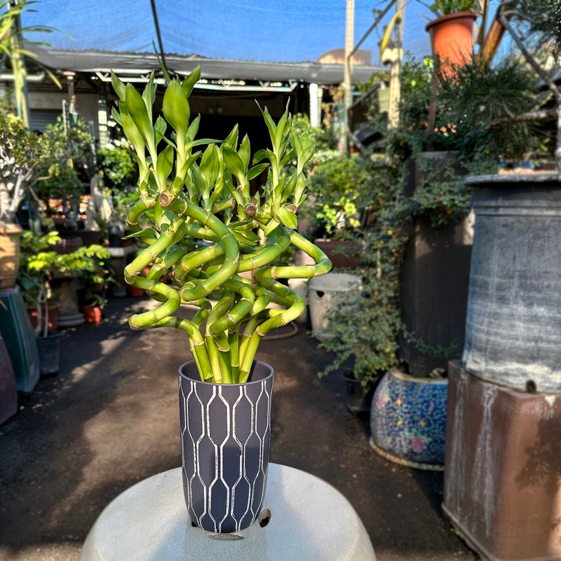 Curly Lucky Bamboo - Etsy