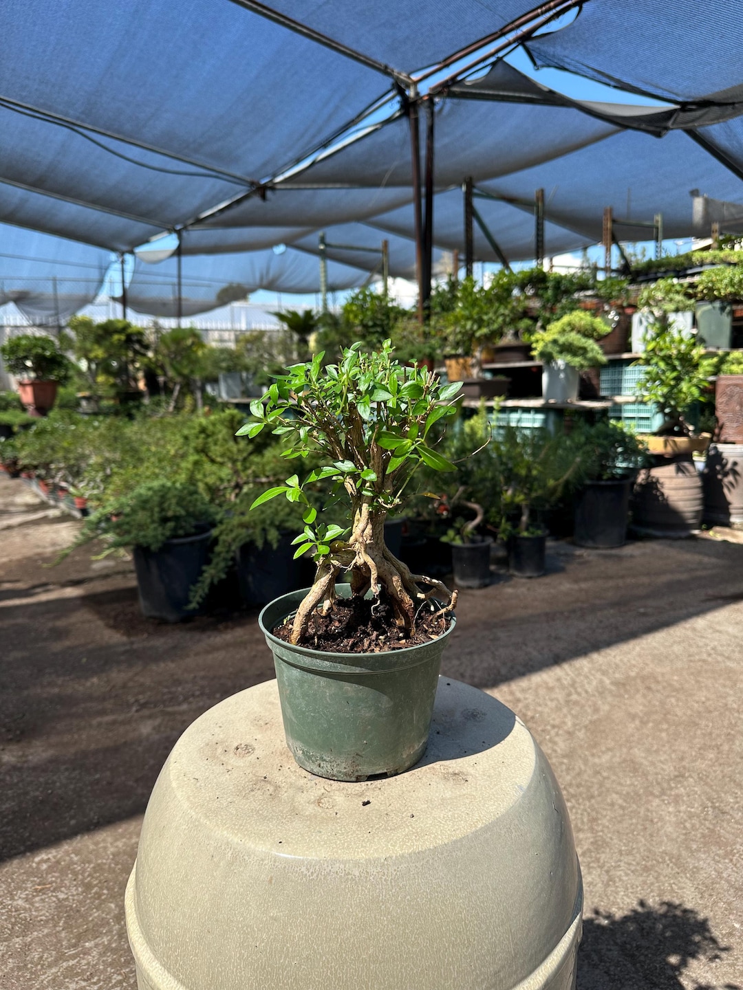 20cm Serissa (serissa Japonica) Tree Straight Trunk in Plastic Grower ...