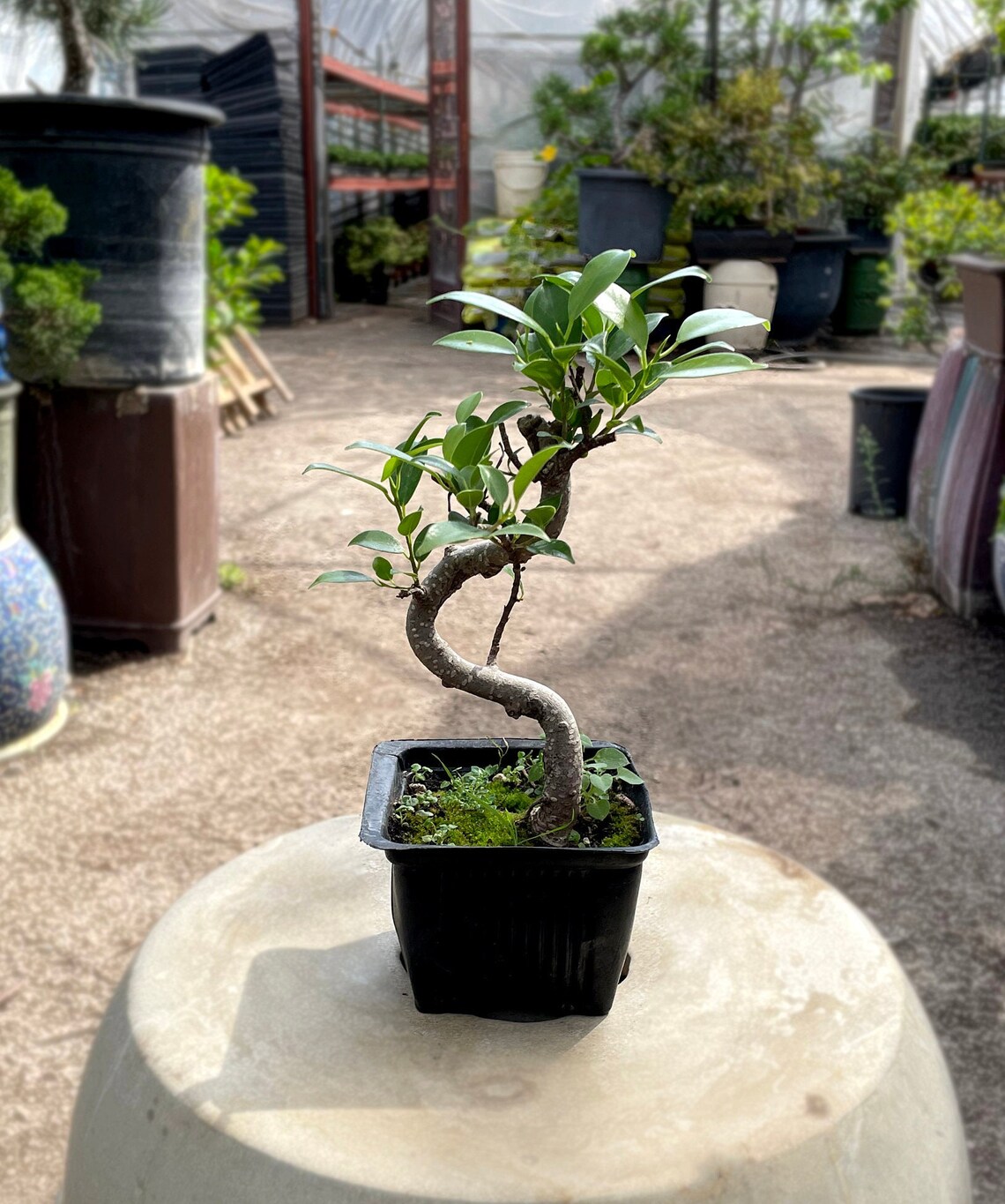 15cm Ficus Tree in Plastic Grower Pot - Etsy