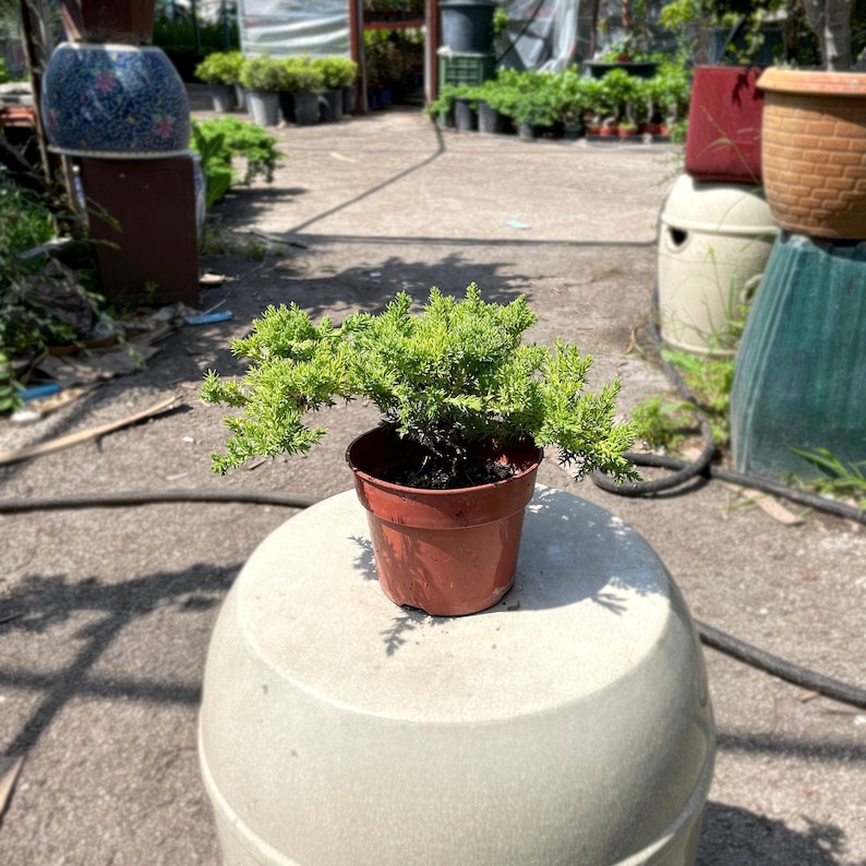 Medium Juniper Tree in Plastic Grower Pot - Etsy