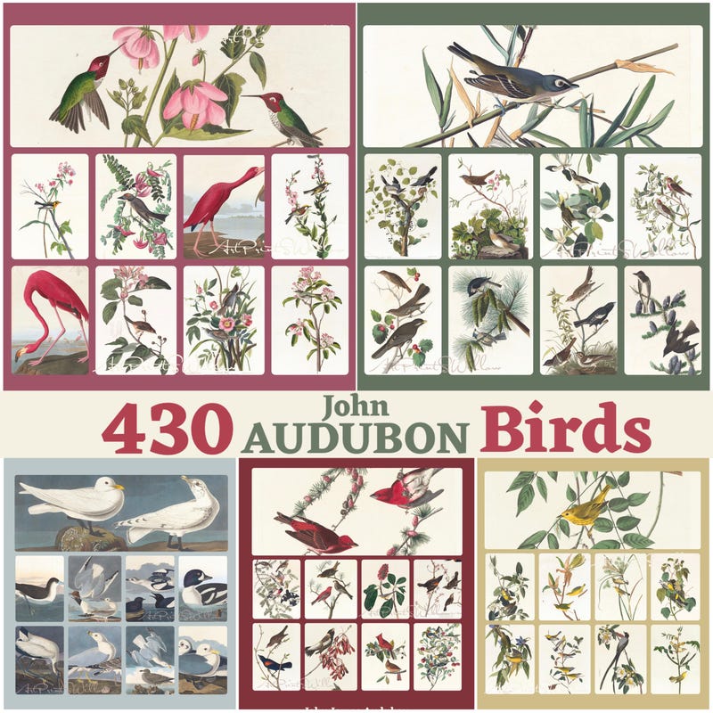 Audubon Prints Framed - Etsy