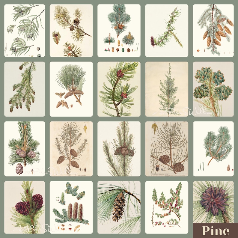 1300 Vintage Floral Art Prints Botanical Flower Printable Nature