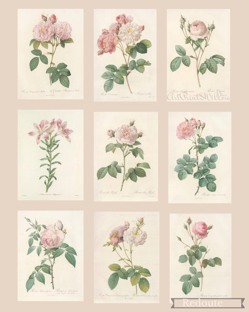 Redoute Botanical Prints - Vintage Flowers Digital Download, 480 Pierre ...