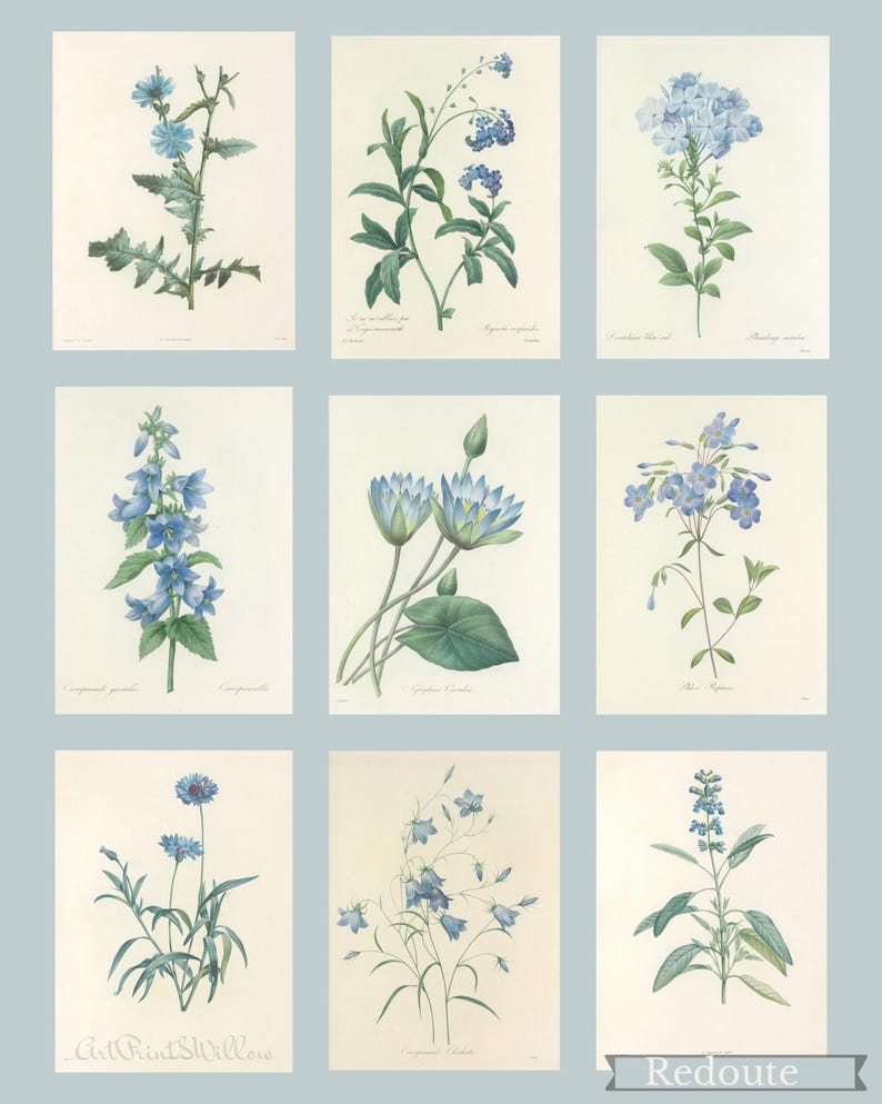 Redoute Botanical Prints - Vintage Flowers Digital Download, 480 Pierre ...