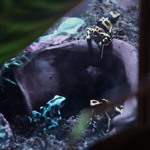 Nano Terrarium Vivarium – All-in-one Micro Habitat With Built-in ...