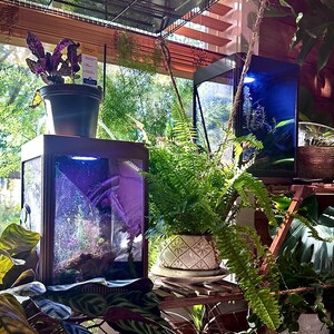 Nano Terrarium Vivarium – All-in-one Micro Habitat With Built-in ...
