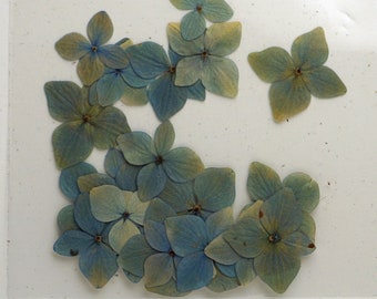 Bright Blue Hydrangea Pressed Flowers Pack of 25 1/2 Inch to | Etsy