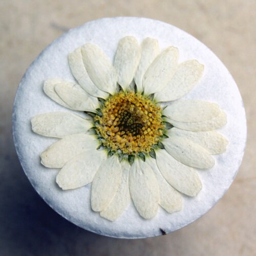 Mini Daisy 1.5 Real Pressed Flower Decorating Stickers - Etsy