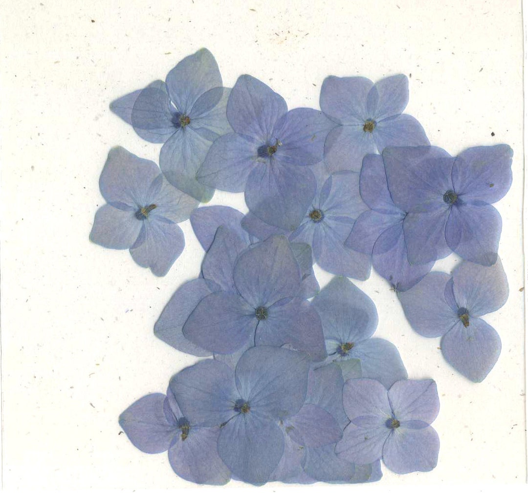 Bright Blue Hydrangea Pressed Flowers - Pack of 25 1/2 Inch to 1 1/4 ...