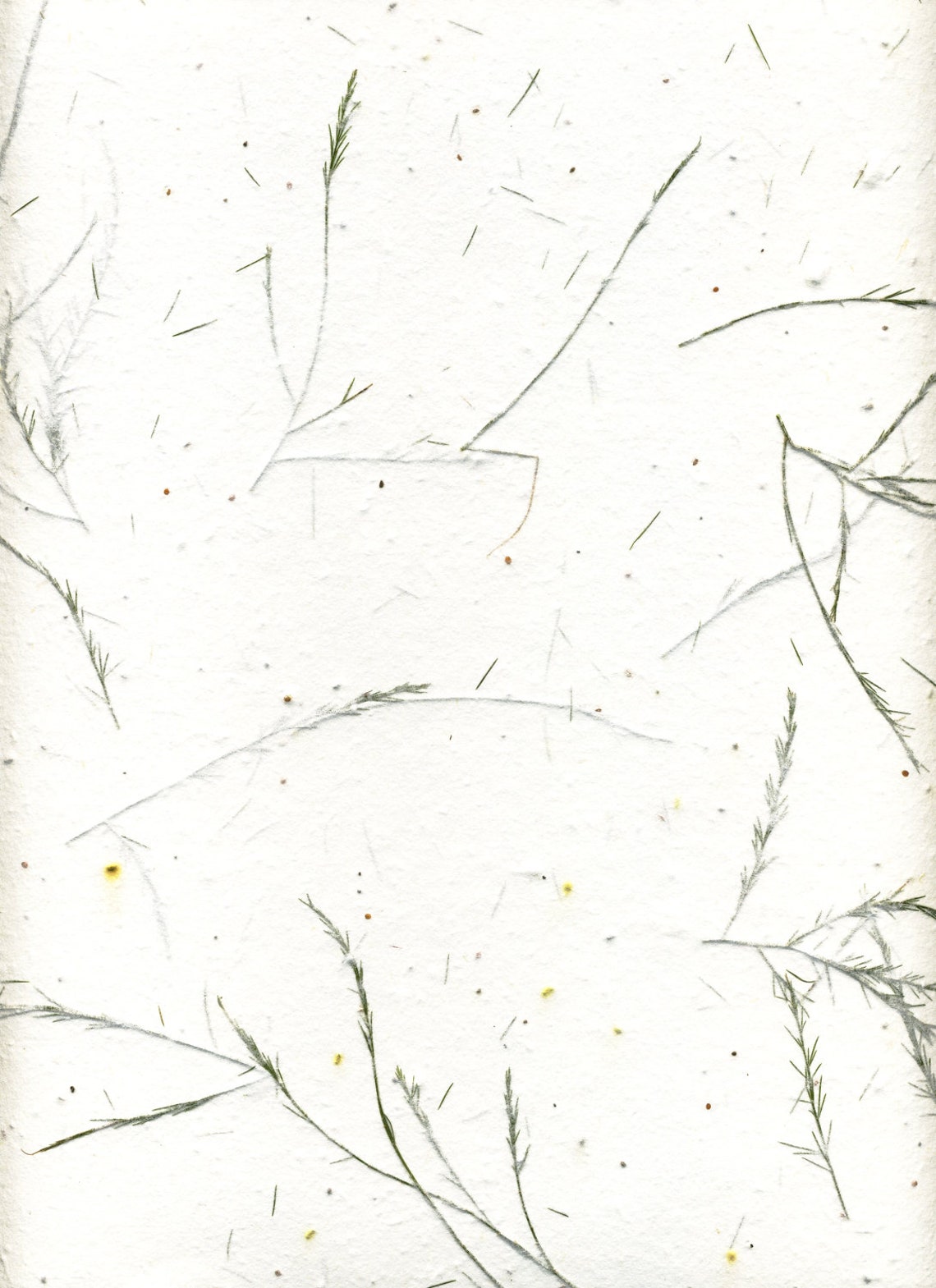 Handmade Seed Paper With Tree Fern Green Branch and Wild Flower Seeds ...