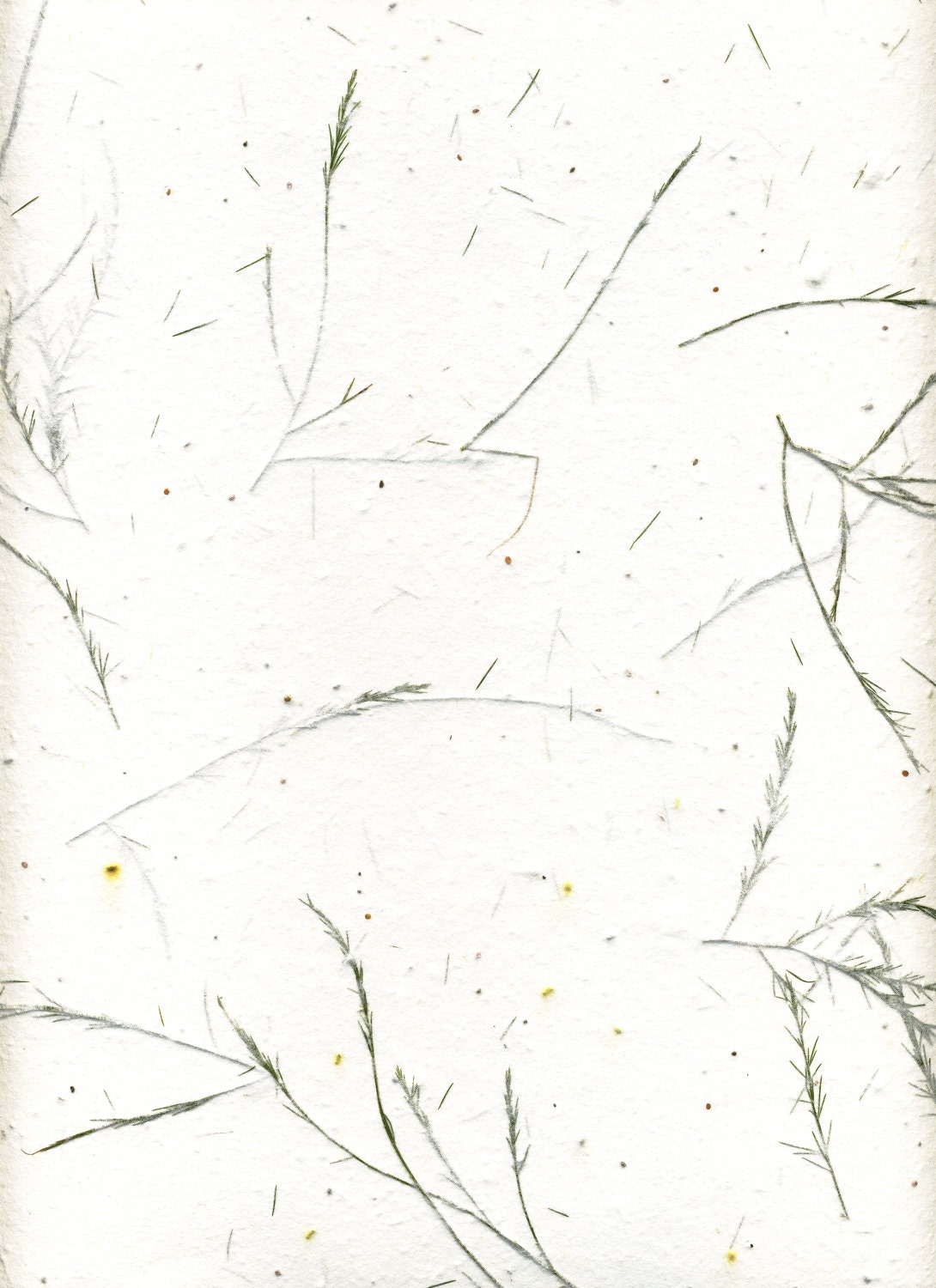 Handmade Seed Paper With Tree Fern Green Branch and Wild Flower Seeds ...