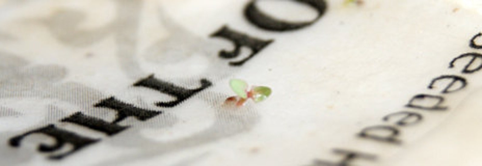 Bulk Printer Safe Seed Paper Light Weight 20lb. 8.5 X 11 Pack of 100 ...