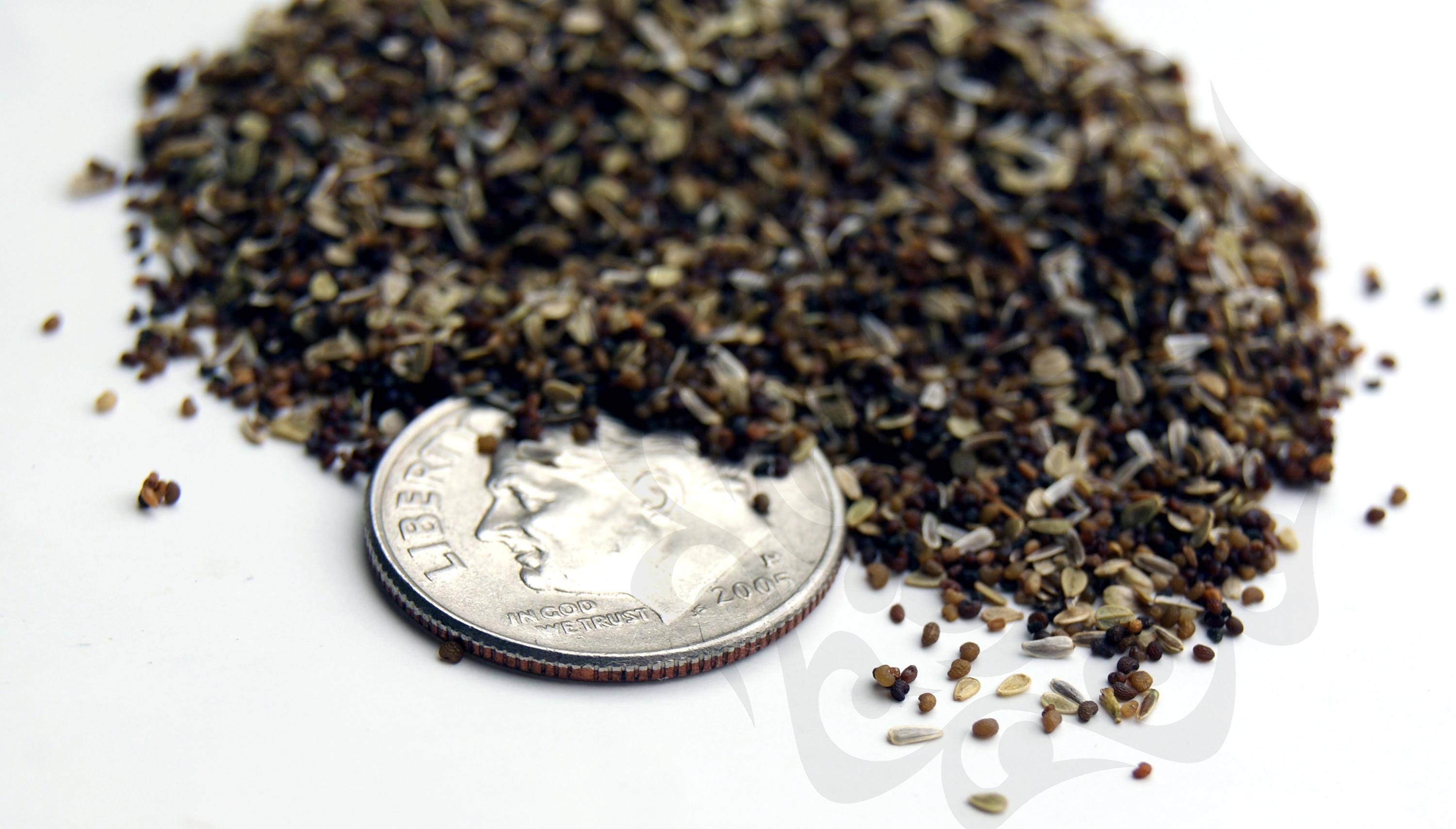 Bulk Seed Paper Earth Circles 1.5" in Diameter Wildflower Shapes for ...