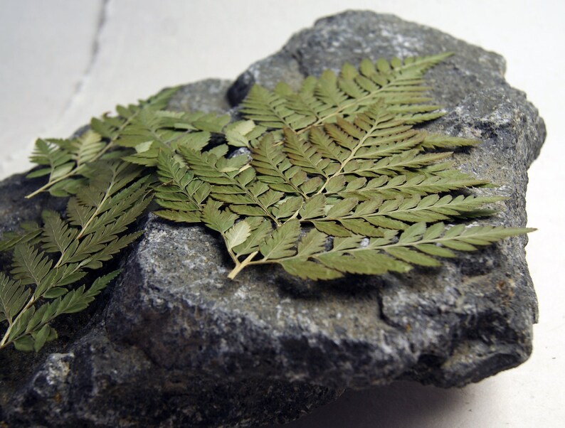 Seed Paper With Tree Fern Branch Leather Fern and Lotka Fibers | Etsy