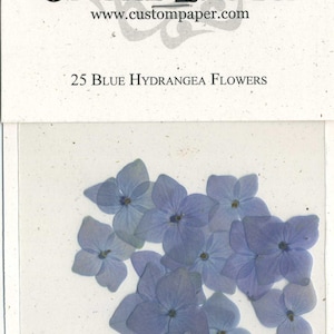 Bright Blue Hydrangea Pressed Flowers - Pack of 25 1/2 Inch to 1 1/4 ...