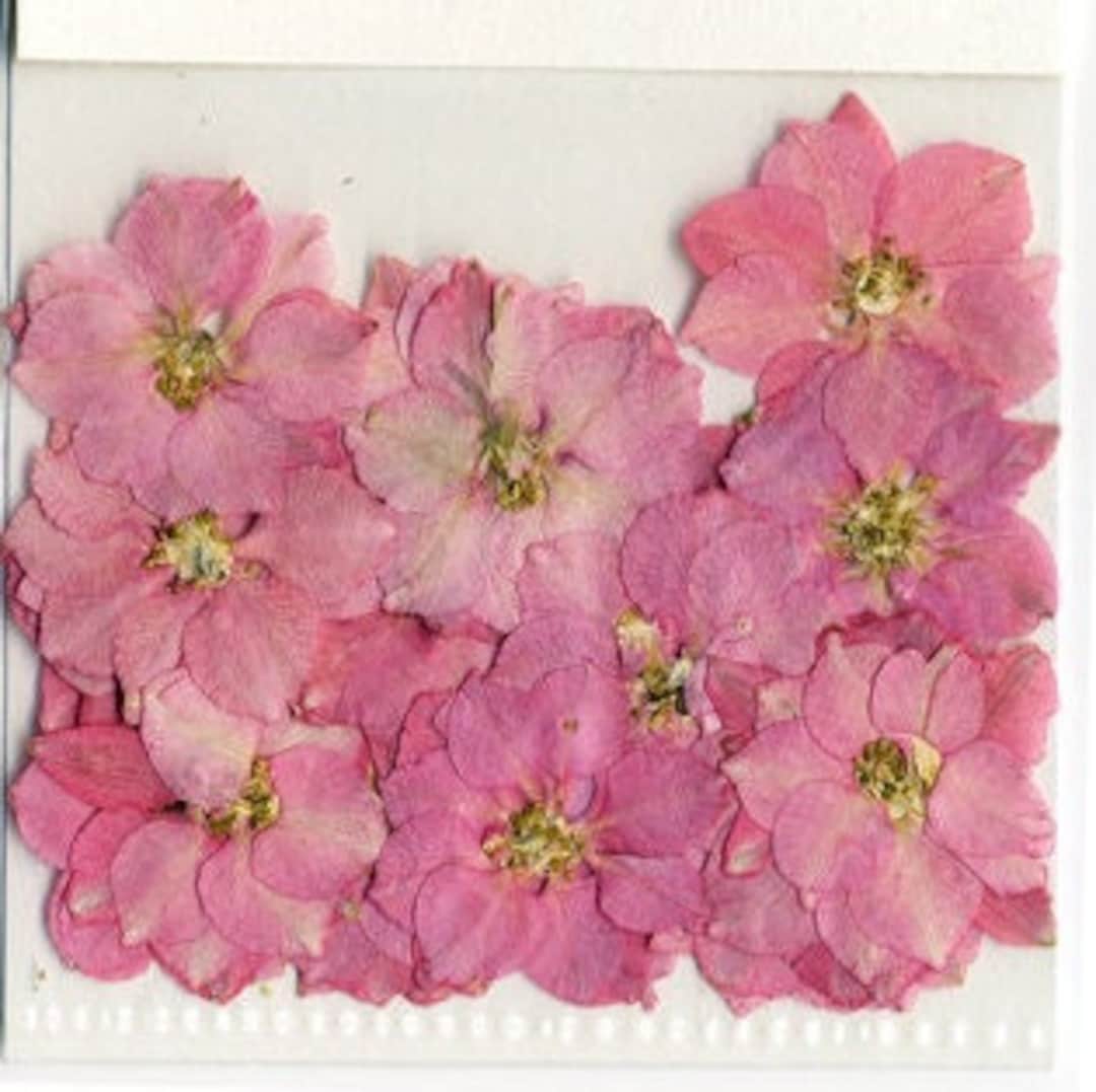 Pink Pressed Flowers - Pack of 25 1 Inch Diameter - Etsy