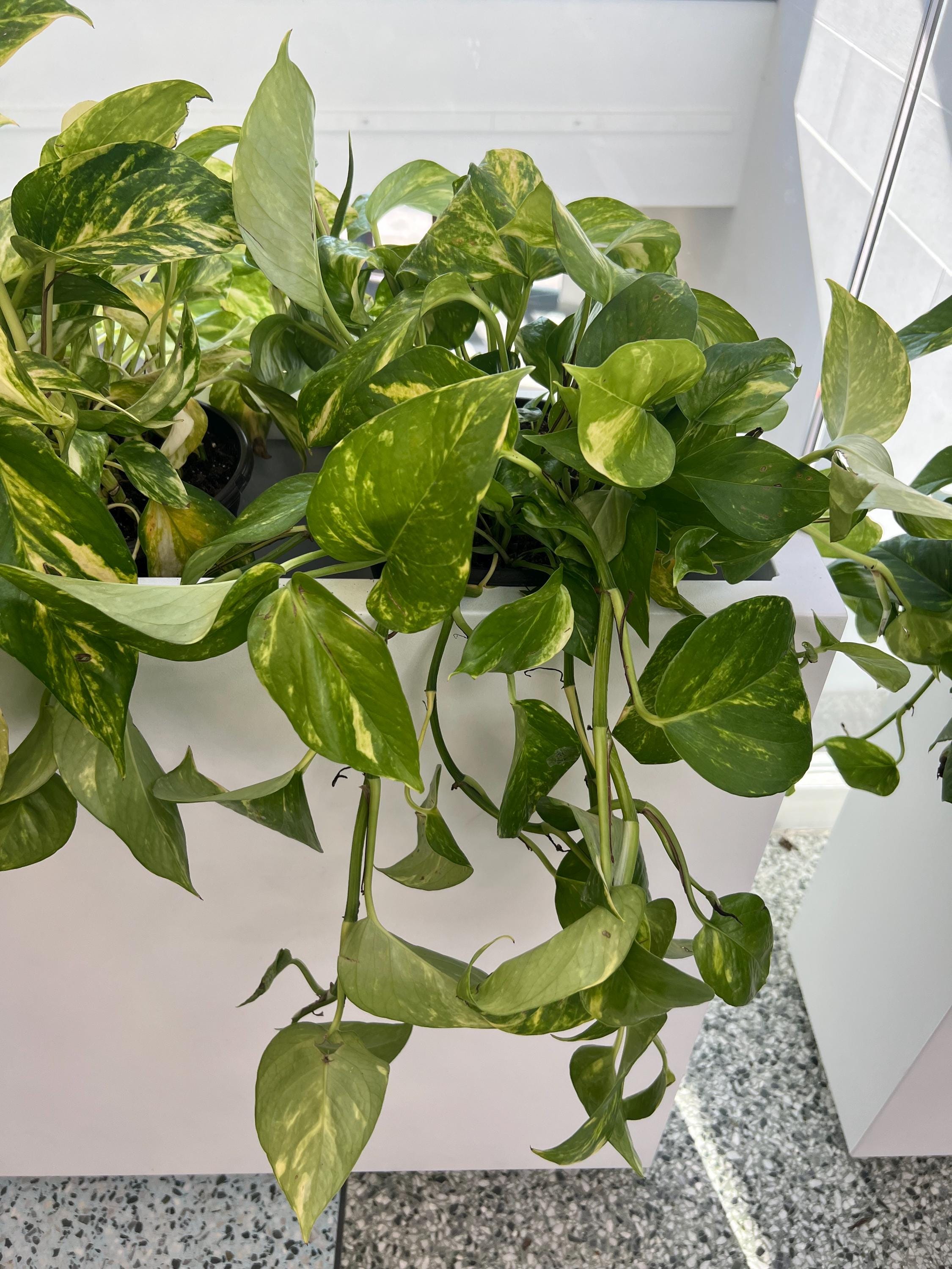 Golden Pothos Propagation With Roots - Etsy