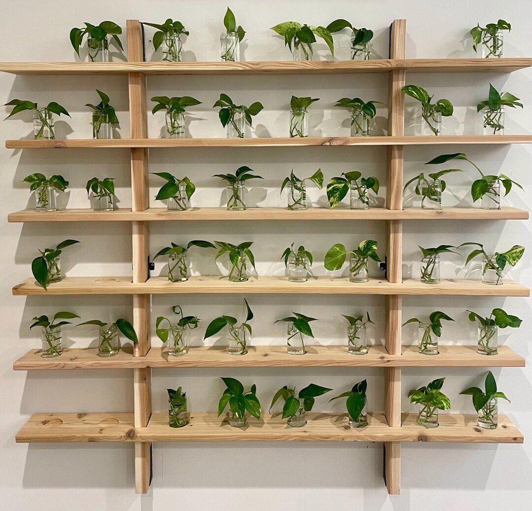 Golden Pothos Propagation With Roots - Etsy