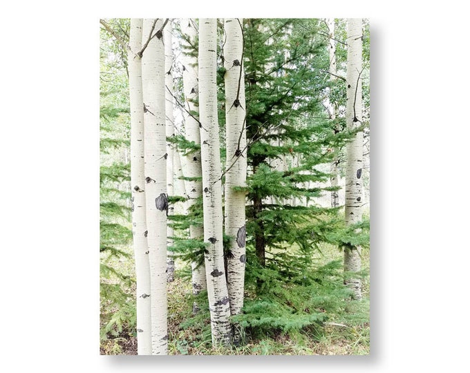 Aspen Photograph, Aspen Print, Colorado Aspen Trees, Aspen Tree Art ...