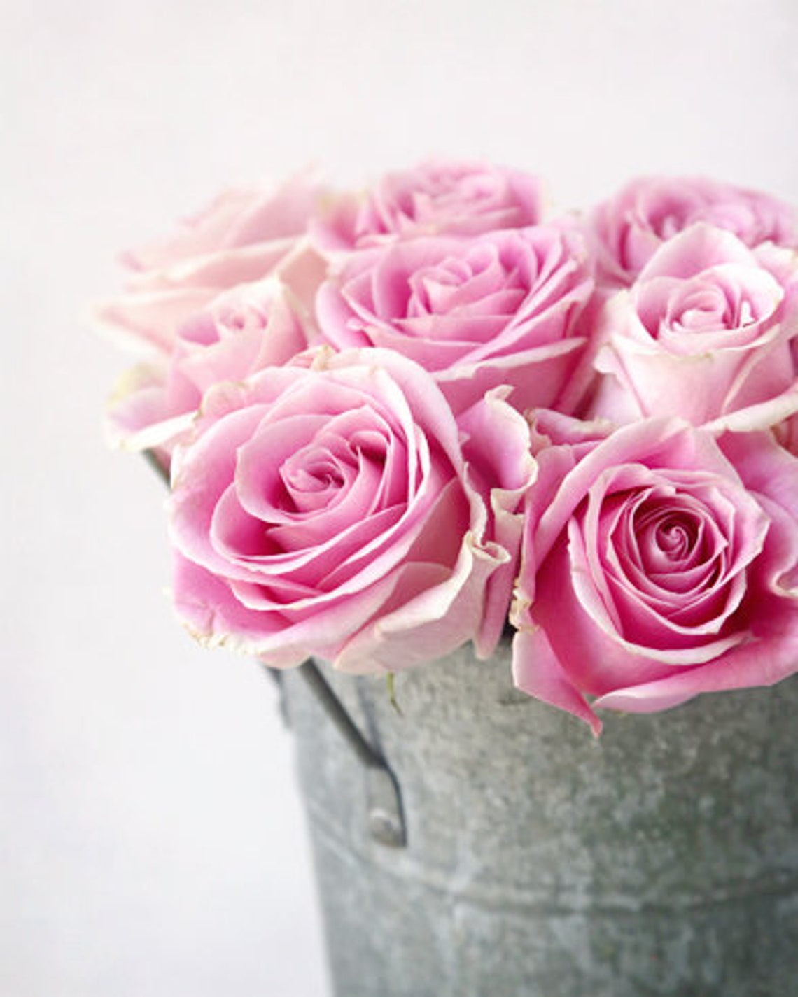 Pink Roses Photo Farmhouse Decor Country Decor Pink | Etsy