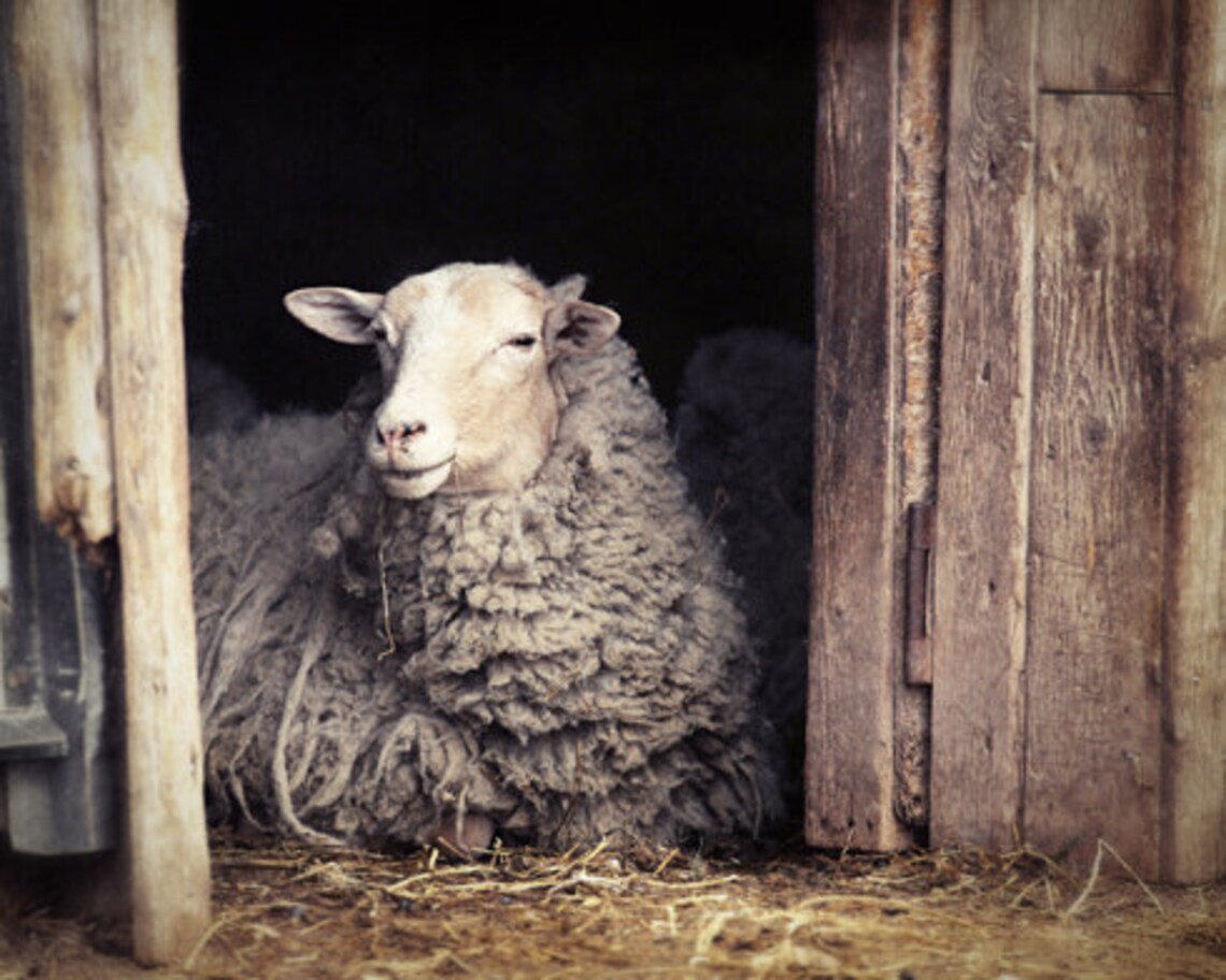 Sheep Photo Farmhouse Wall Decor Rustic Sheep Print Modern - Etsy