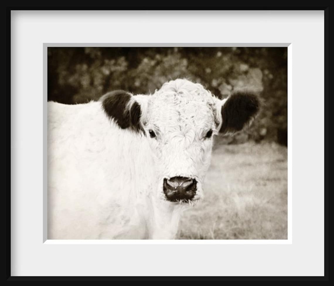 Cow Photo Cow Print Farmhouse Decor Cow Photograph Farm | Etsy