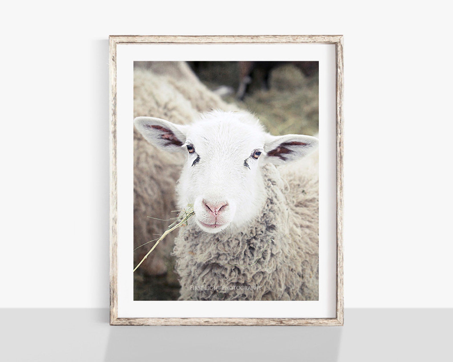 Sheep Print Farmhouse Wall Decor White Sheep Photo Farm - Etsy