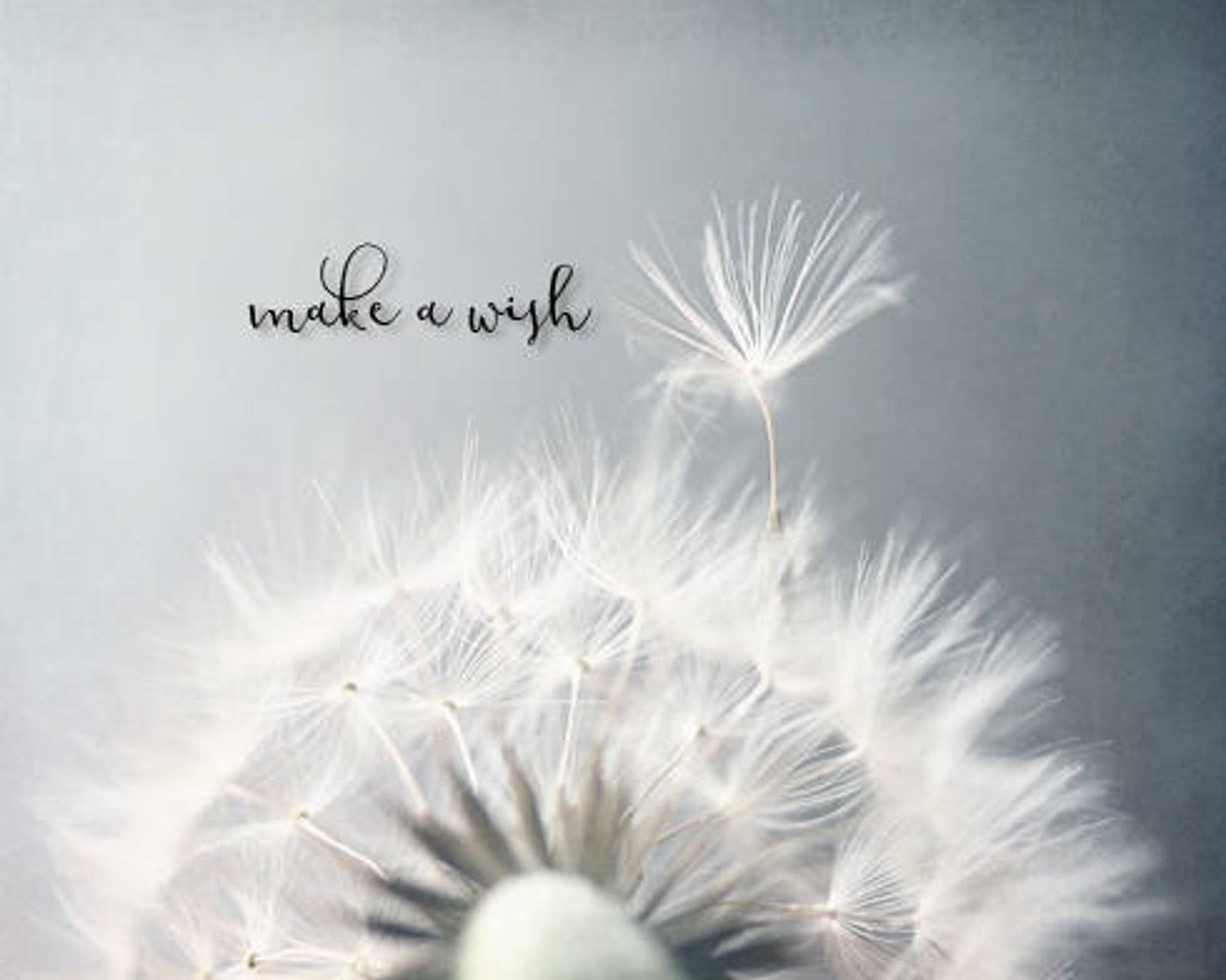 Dandelion Print Dandelion Photograph Close up of Dandelion - Etsy