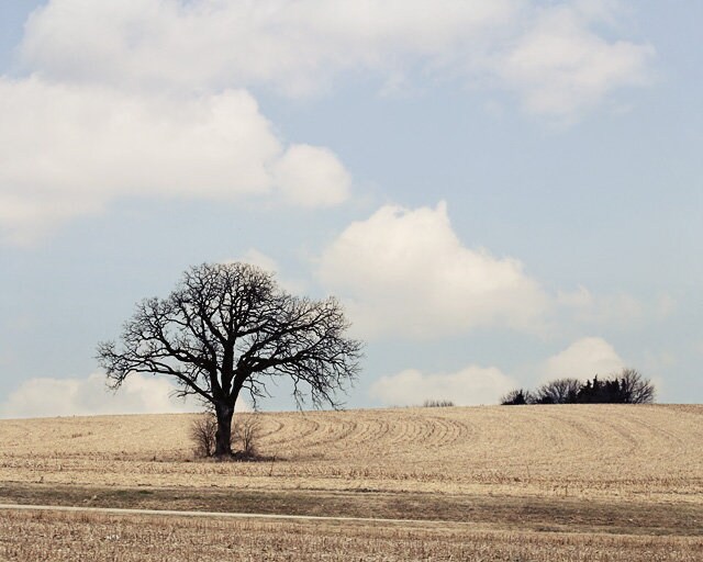 Single Tree Landscape